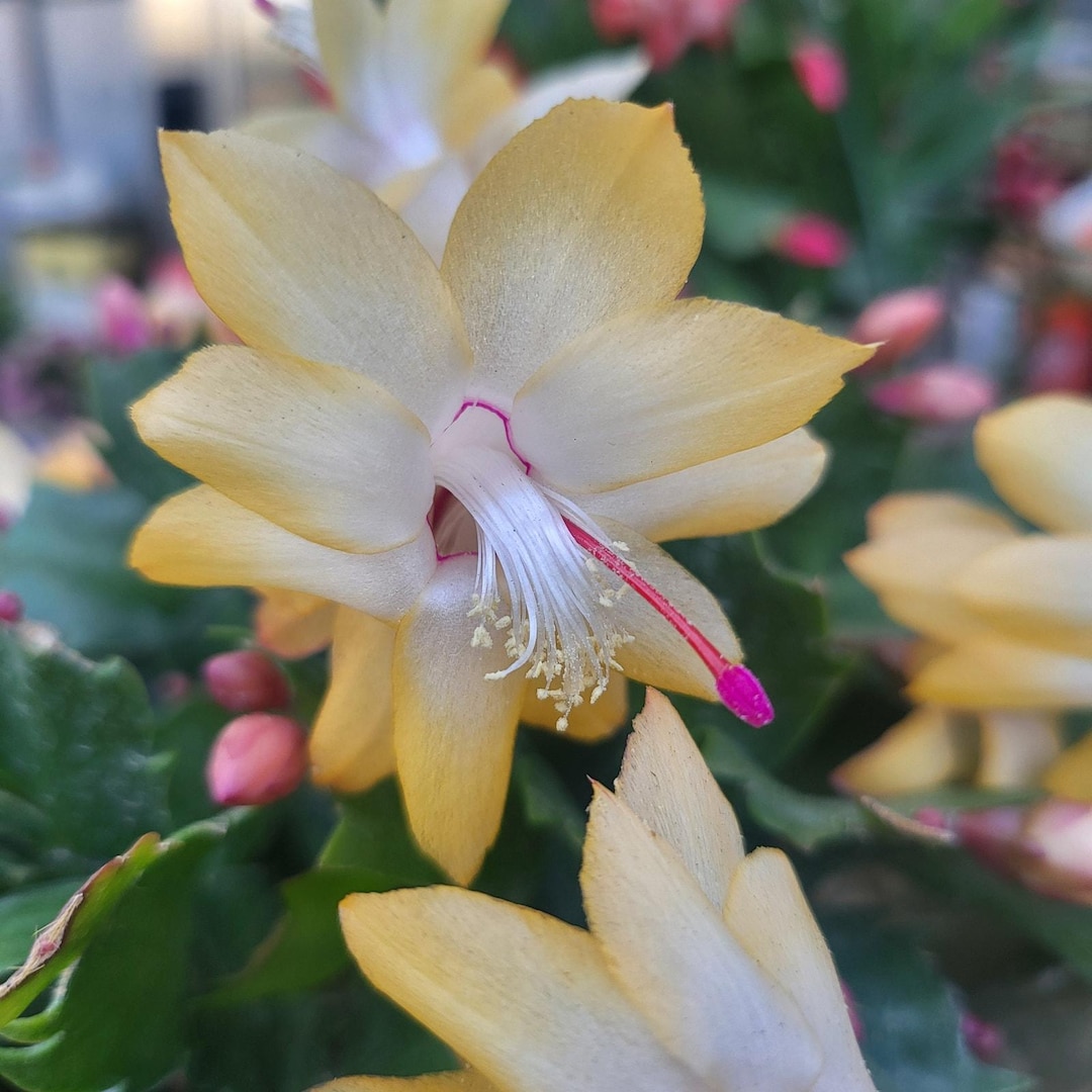 Thor Sophia Schlumbergera Truncata Jungle Holiday Cactus Zygocactus - Etsy