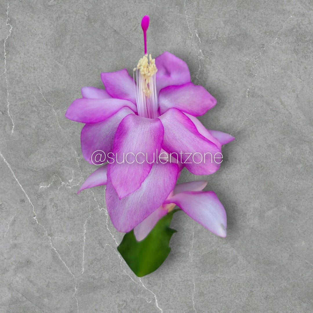 Pandora Schlumbergera Truncata Jungle Holiday Cactus Zygocactus - Etsy
