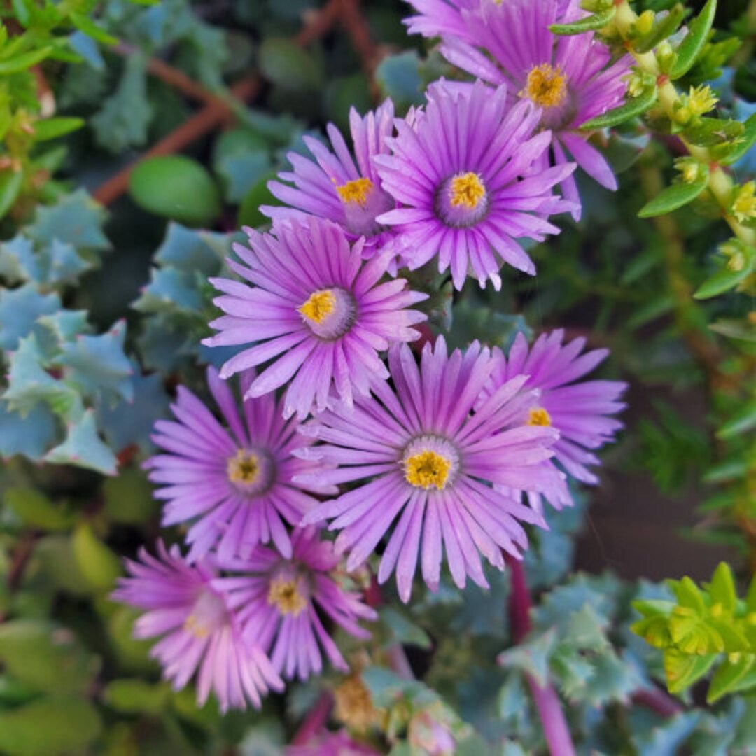 5 Cuttings Lampranthus blandus 'Pink Vygie from 2-4 inches long. - Etsy 日本