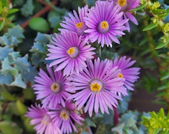 5 Cuttings Lampranthus Blandus 'pink Vygie' Succulent - Etsy