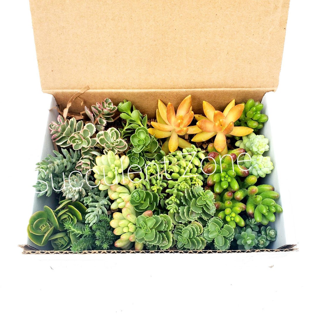 7 Varieties 50 Mixed Sedum Cuttings NO Rooted. - Etsy