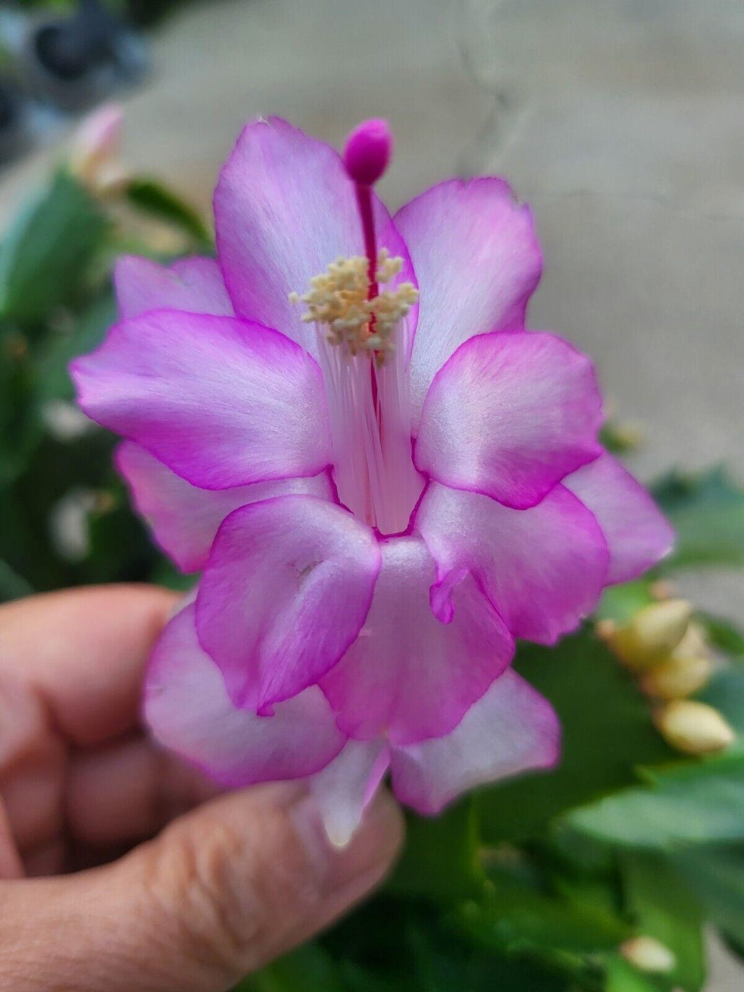 Pandora Schlumbergera Truncata Jungle Holiday Cactus Zygocactus - Etsy