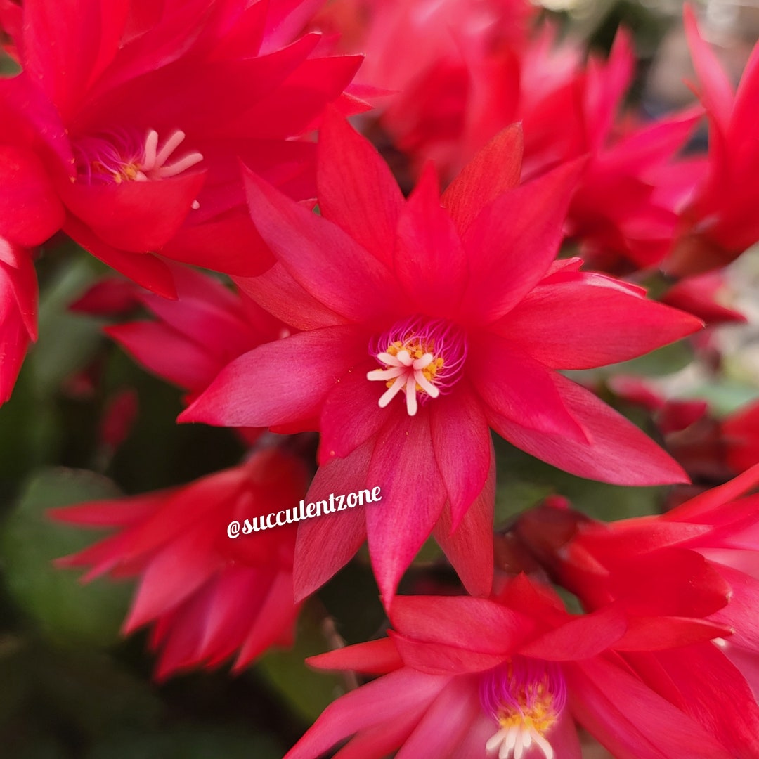 RED Easter Cactus | Spring Cactus CUTTINGS Mixed Colors Rhipsalidopsis ...