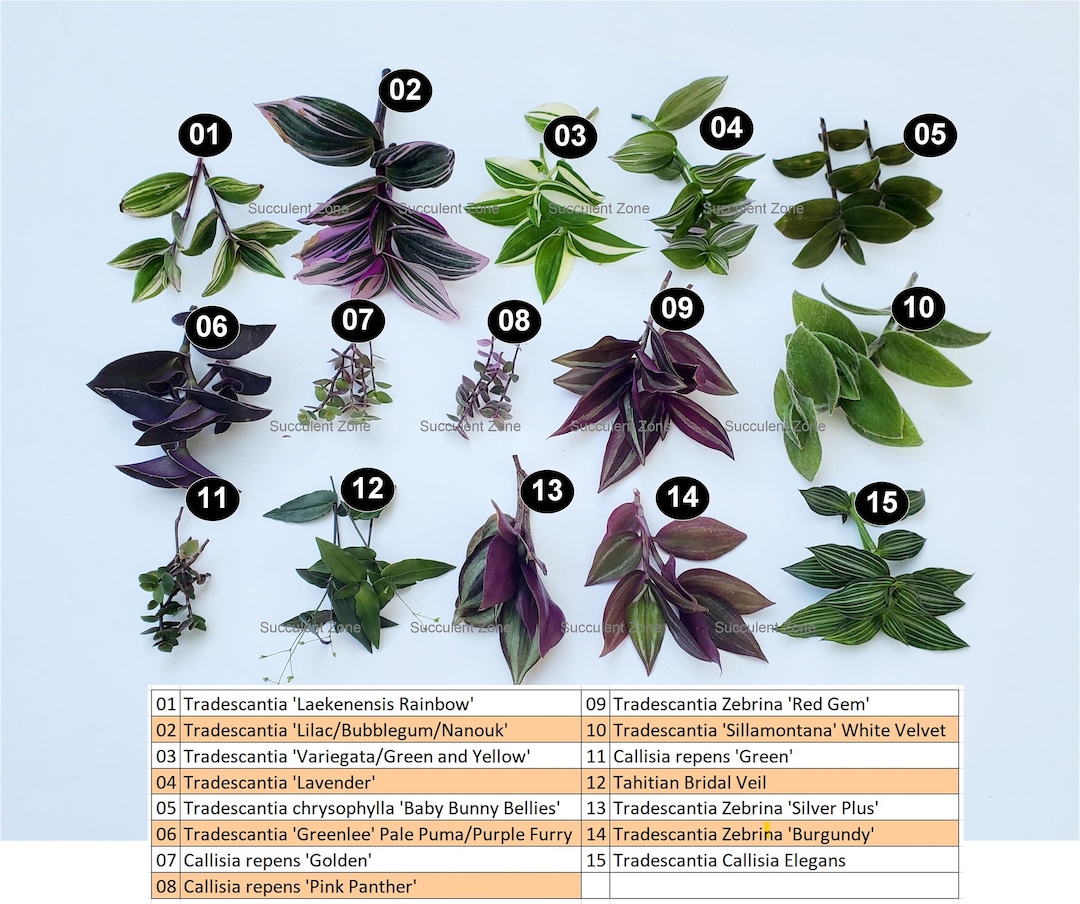 Wandering Jew Variety Cuttings - Etsy