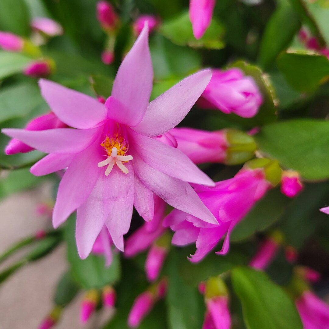 PINK Easter Cactus | Spring Cactus CUTTINGS Mixed Colors Rhipsalidopsis ...