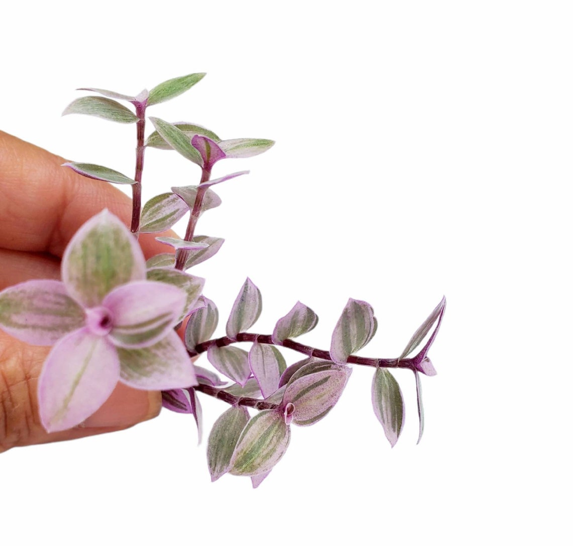 Callisia Repens Pink Panther Bolivian Variegated Tradescantia Minima ...
