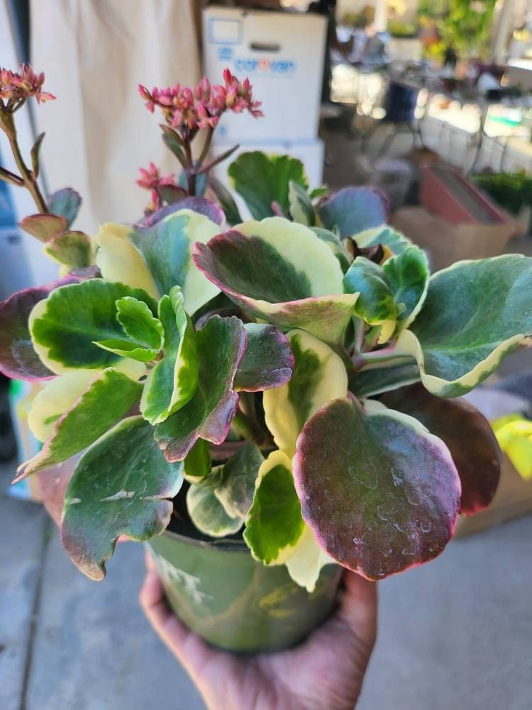 Limited 6 Inches Pot Kalanchoe ''creamed Scallops Variegated Plant RARE ...
