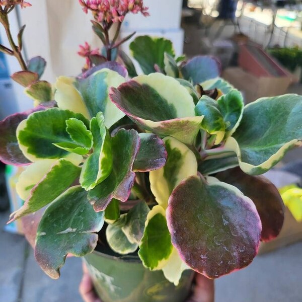 Variegated Kalanchoe - Etsy