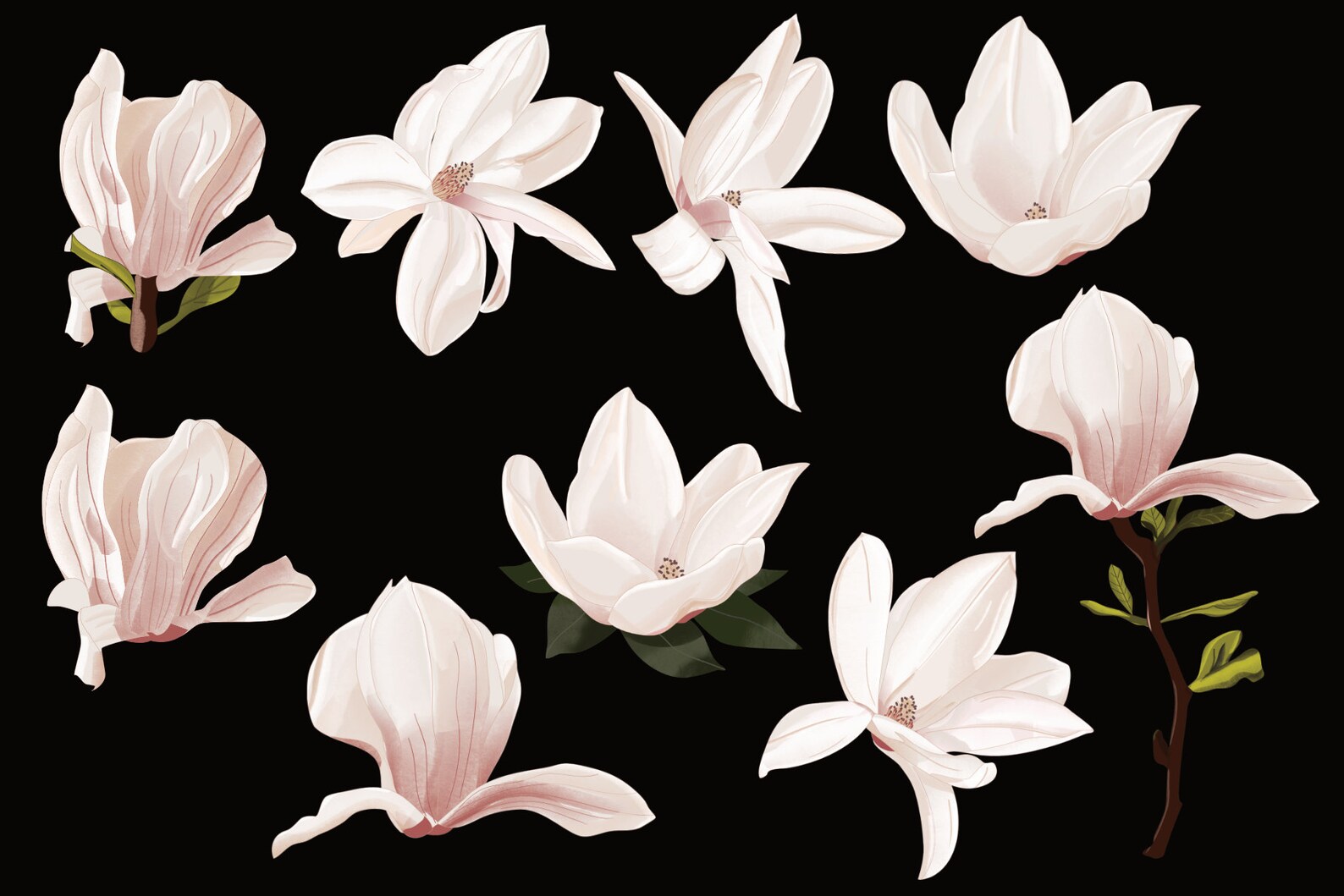 Magnolia Floral Clipart Bundle Flower and Leaf Clip Art Elements Bridal ...