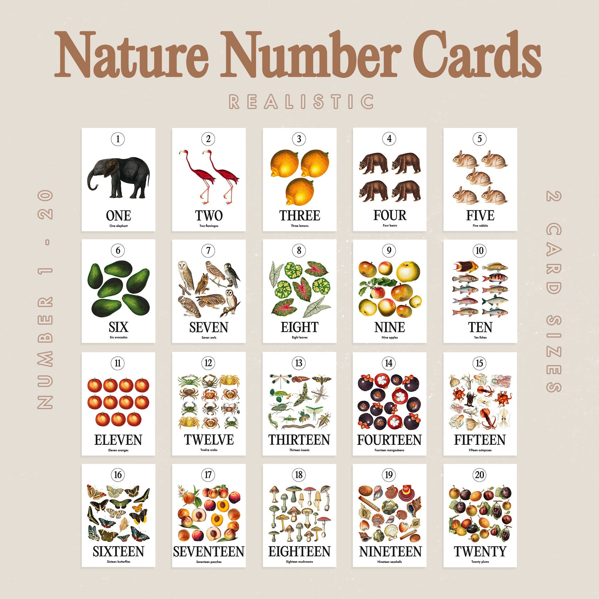 Realistic Nature Number Flash Cards: Montessori Printable (PDF) - Etsy