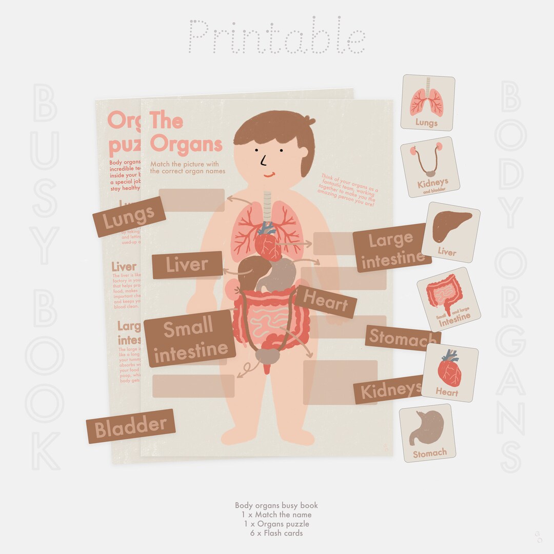 Body Organs Busy Book | Busy Book for 3-5 Years Old | Human Anatomy ...