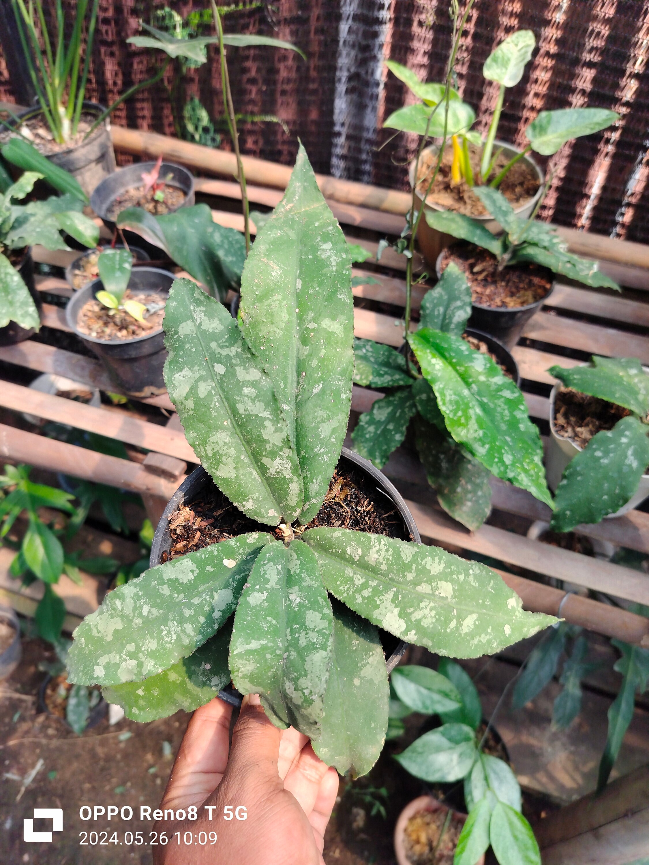 Realpict Hoya Undulata Splash Free Phytosanitary DHL Express - Etsy