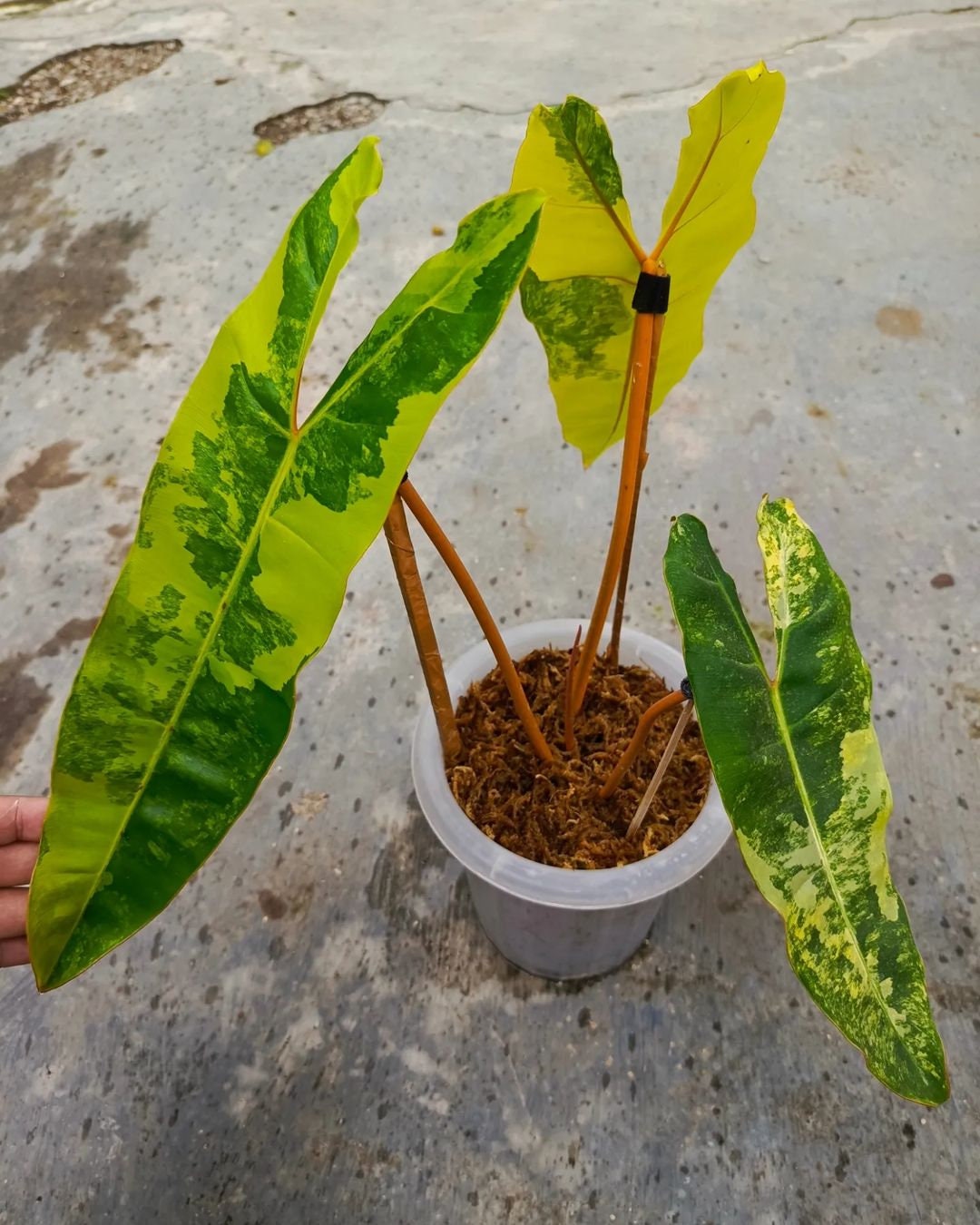Philodendron Billietiae Big Leaf Variegated Free Phytosanitary DHL ...