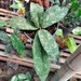 Realpict Hoya Undulata Splash Free Phytosanitary DHL Express - Etsy