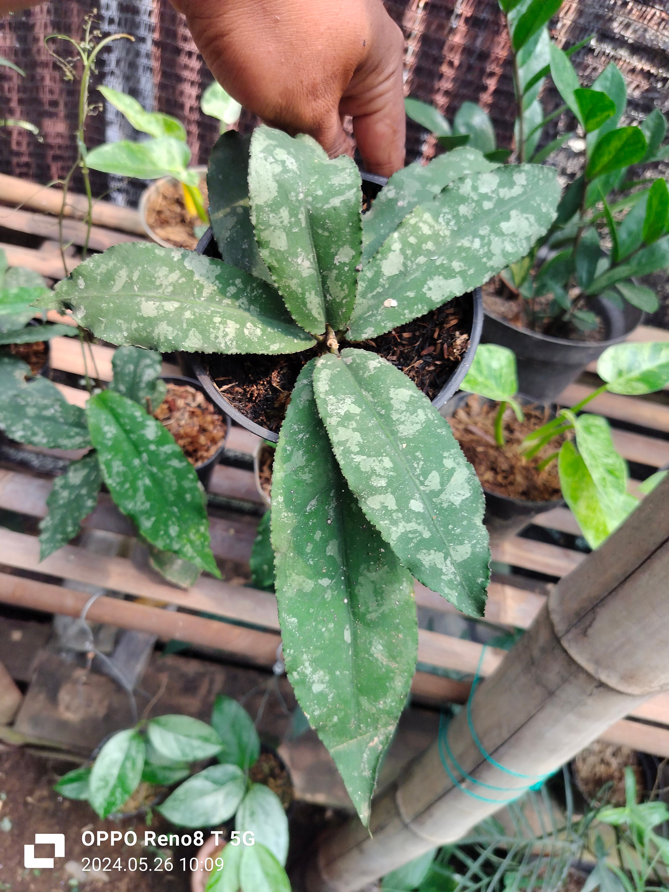 Realpict Hoya Undulata Splash Free Phytosanitary DHL Express - Etsy