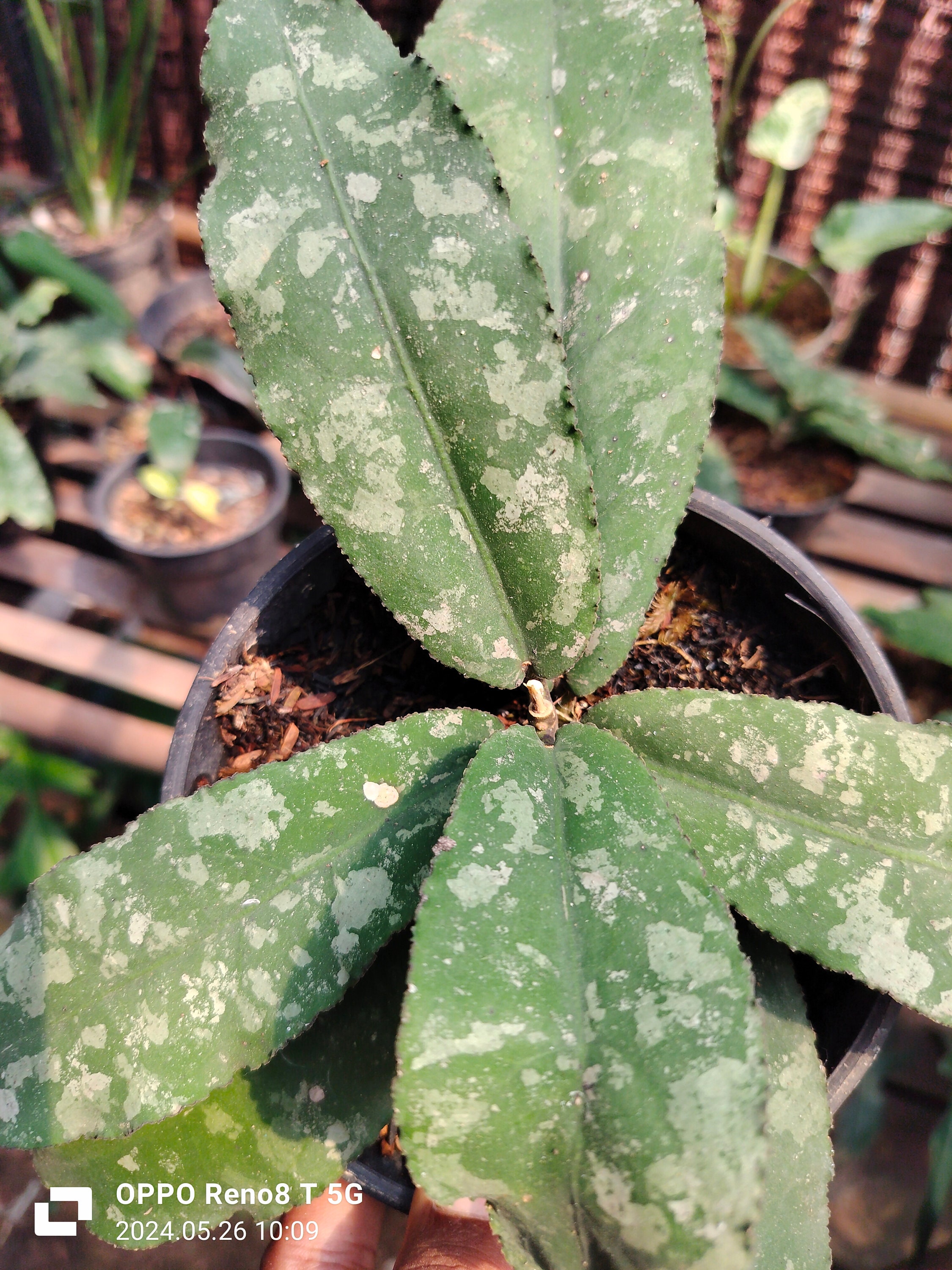 Realpict Hoya Undulata Splash Free Phytosanitary DHL Express - Etsy