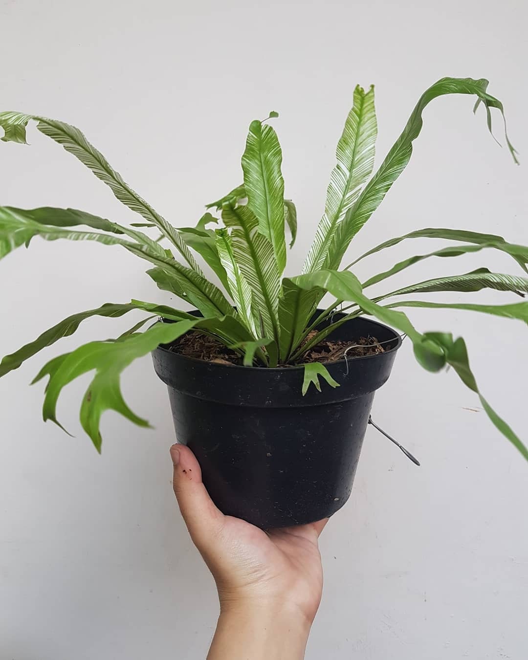 Actual Plant // Kadaka / Aspleniumnidus Variegated Free Phytosanitary ...