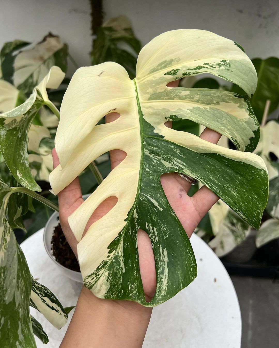King Monstera Deliciosa Variegated Green Matcha Free Phytosanitary DHL ...