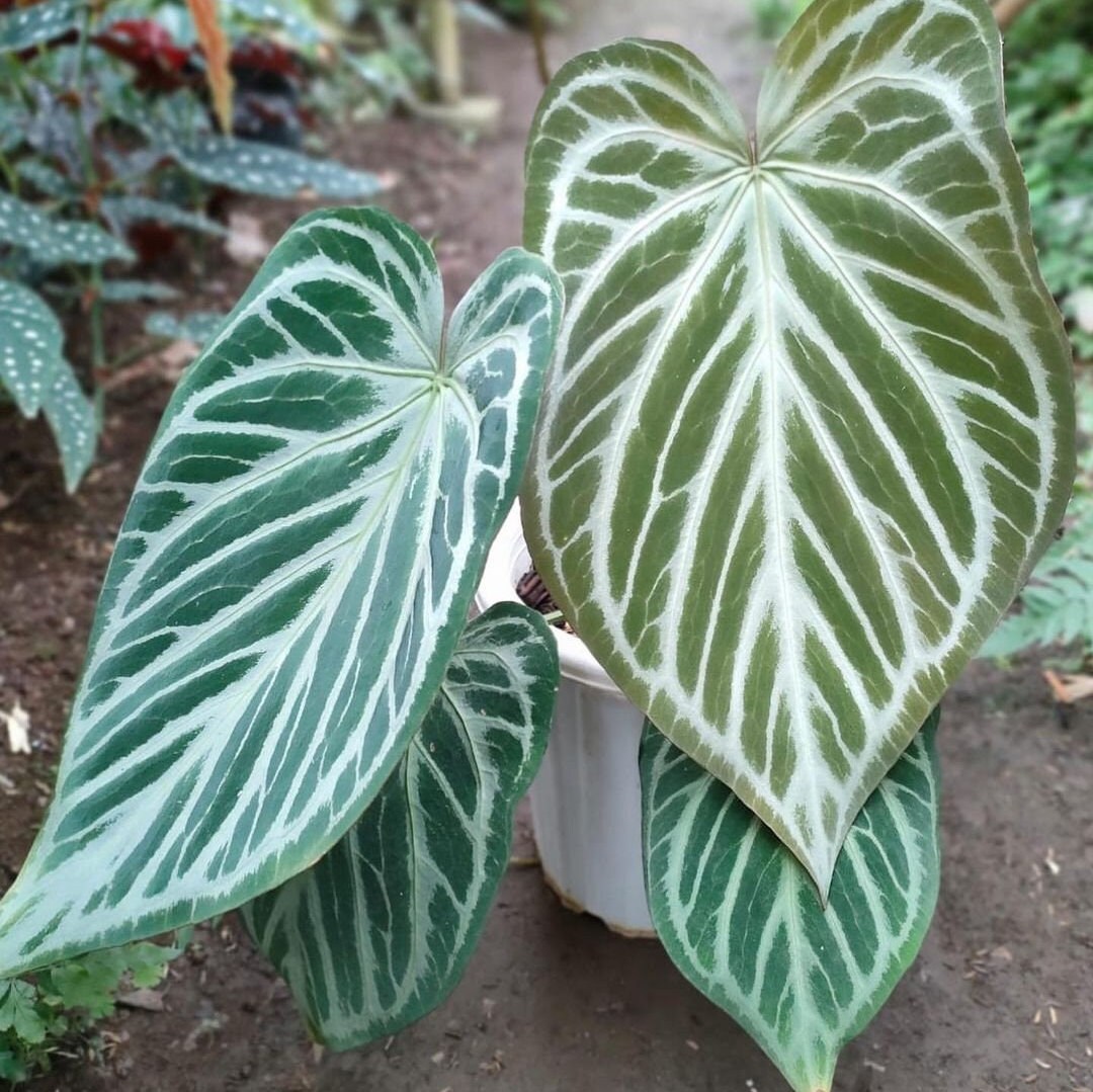 Actual Plant // Anthurium Silver Tiger Free Phytosanitary DHL Express ...
