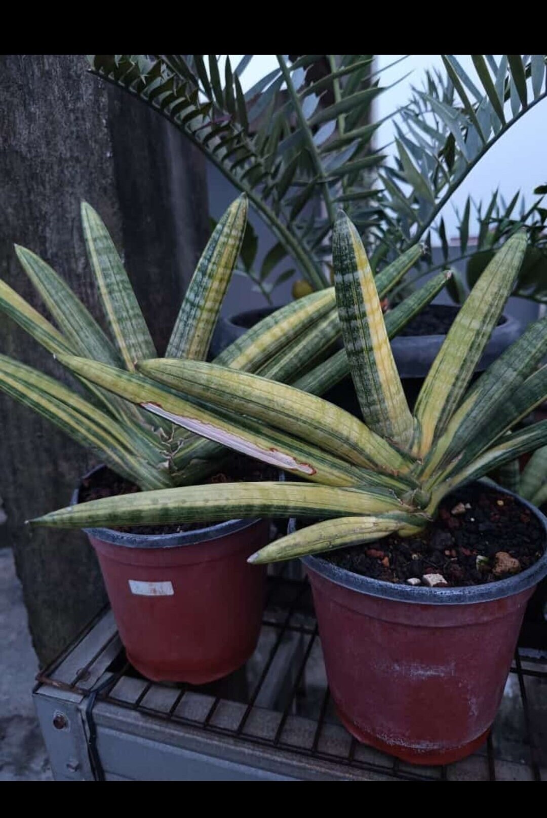 Sansevieria Boncel Variegated Free Phytosanitary DHL Express - Etsy