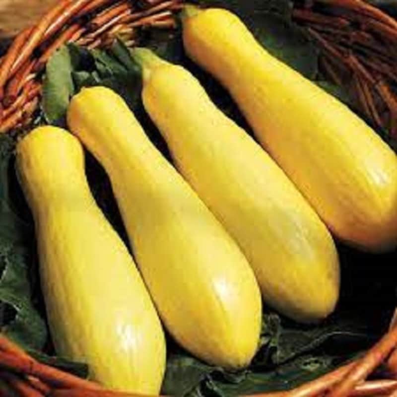 Yellow Squash Plants - Etsy