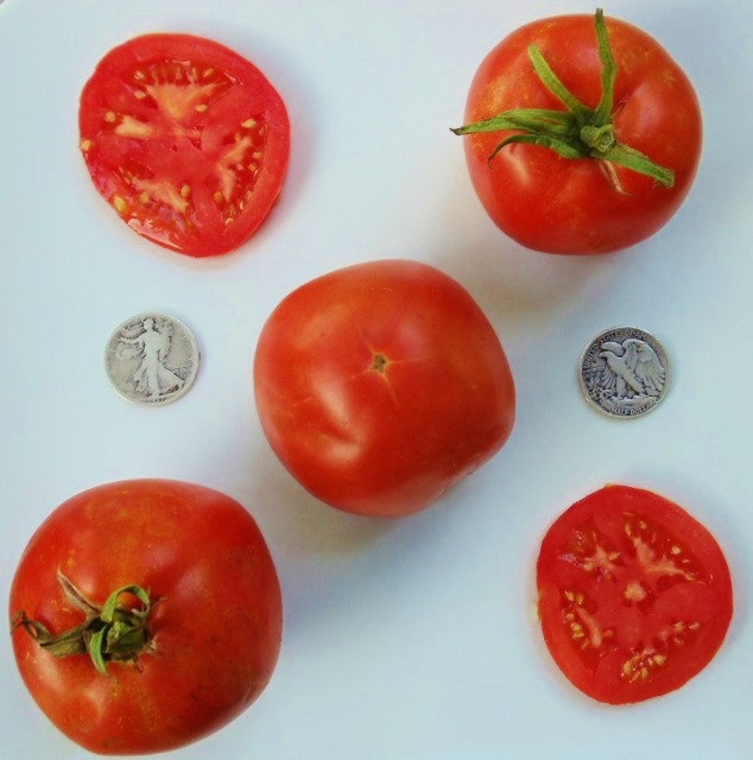 Marglobe - +25 Fresh Heirloom Seeds - Delicious! - Etsy