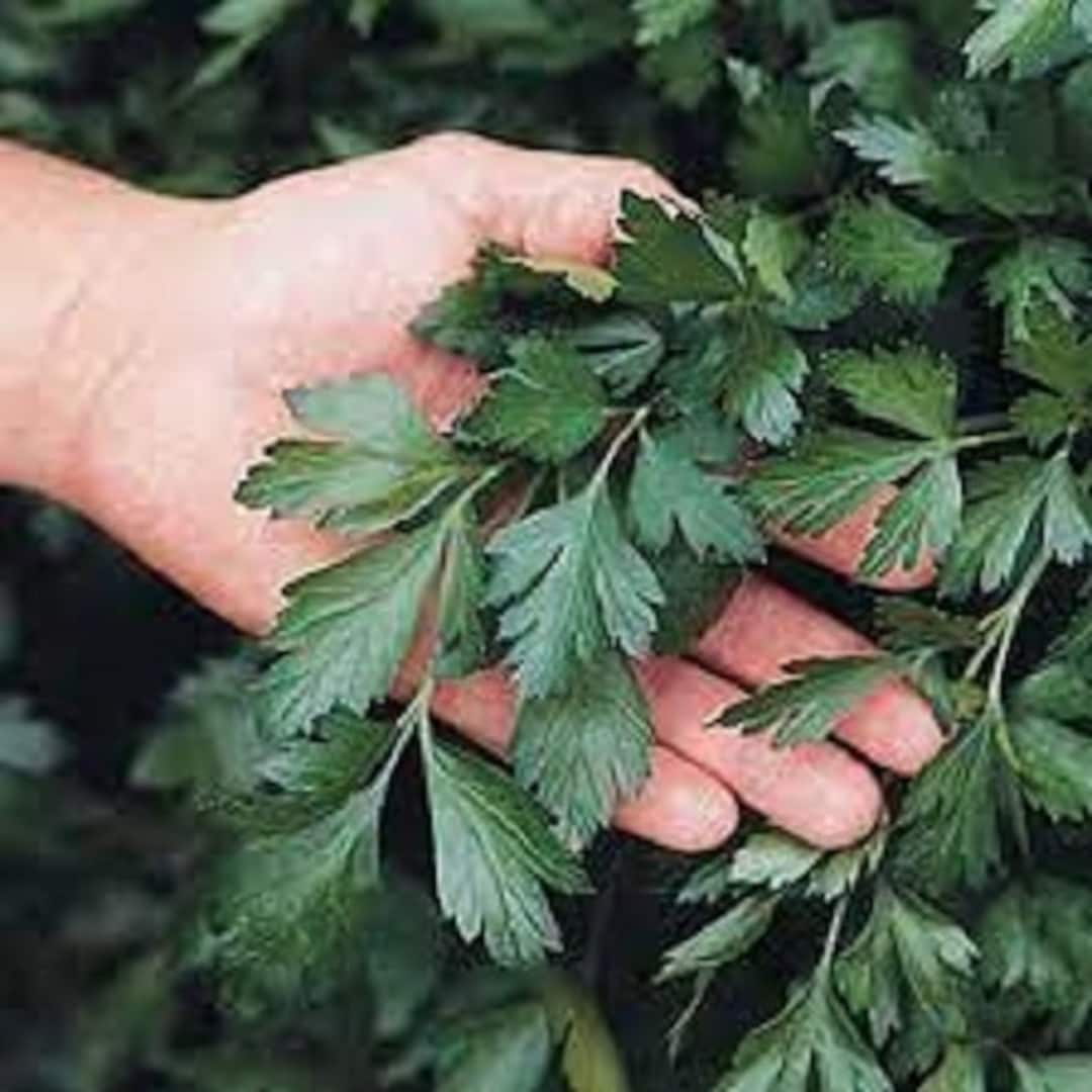Premium Giant of Italy Parsley - Fresh Organic Heirloom Seed - Perfect ...