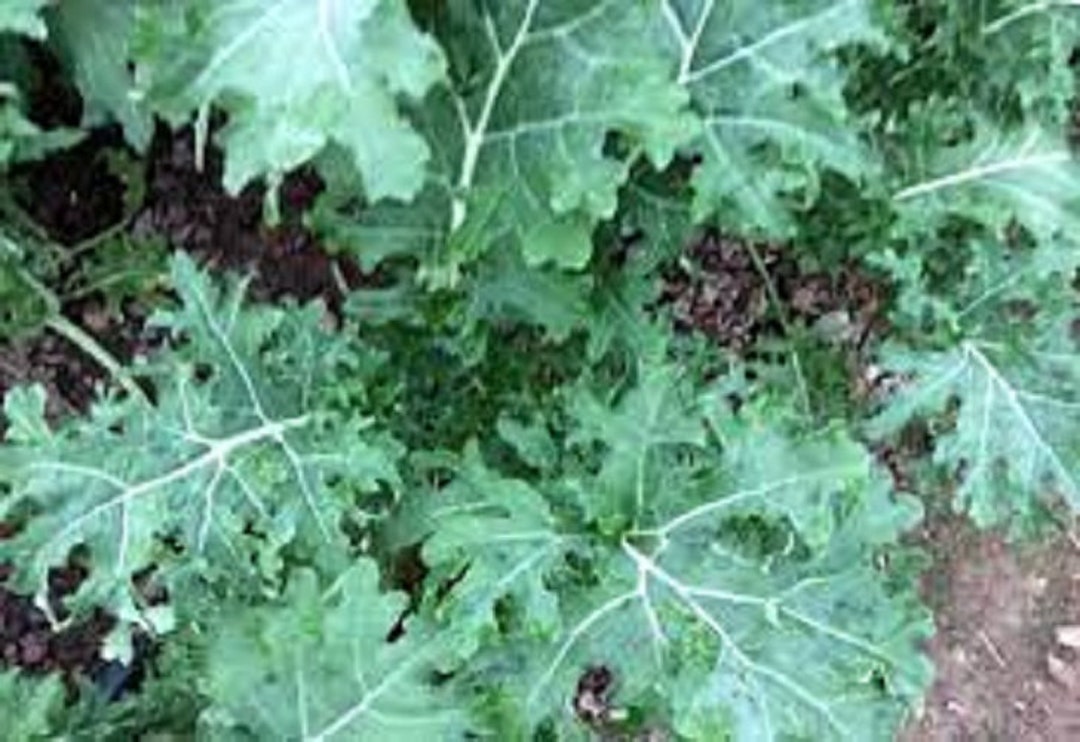 Premium White Russian Kale - Fresh Organic, Heirloom Seeds - Great in ...