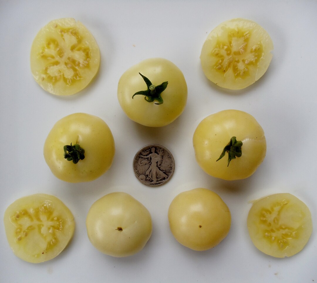 Super Snow White - +25 Fresh Seeds - Non Acidic - Etsy