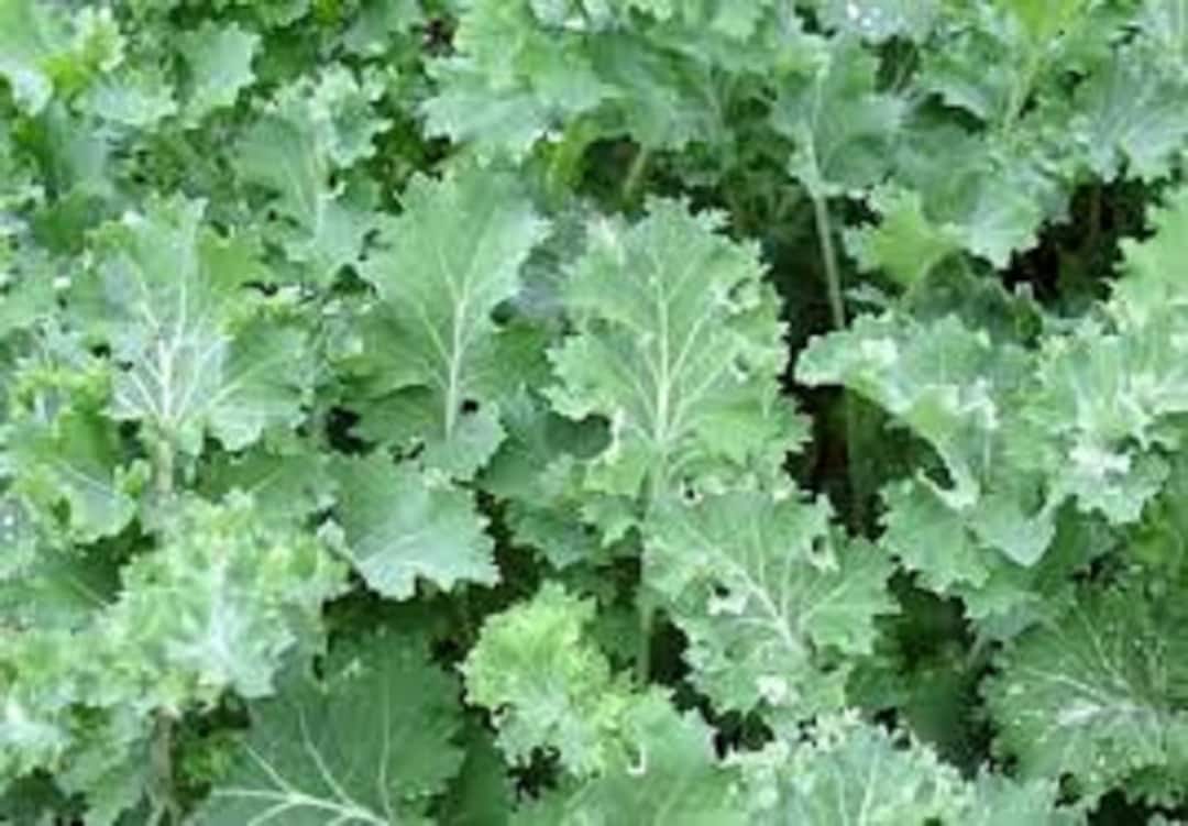 Premium Siberian Dwarf Kale - Fresh Organic, Heirloom Seeds - Very ...