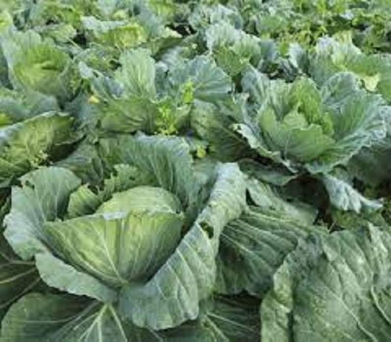 Premium Morris Heading Collard Greens - Fresh Organic, Heirloom Seeds ...