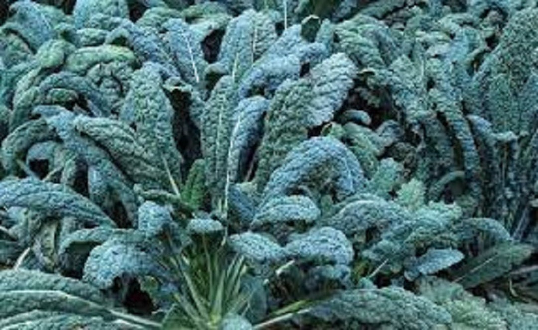 Premium Lacinato Kale - Fresh Organic, Heirloom Seeds - Also Known as ...