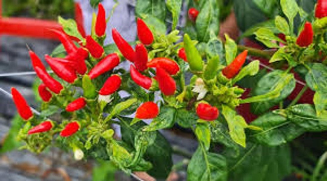 Premium Small Red Chili Hot Pepper 5000-20000 Scoville Units. Best ...