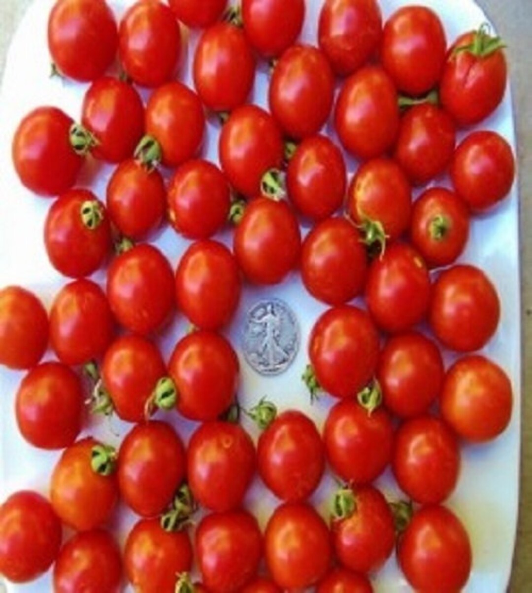 Tommy Toe 25 Hand Picked Seeds - Etsy