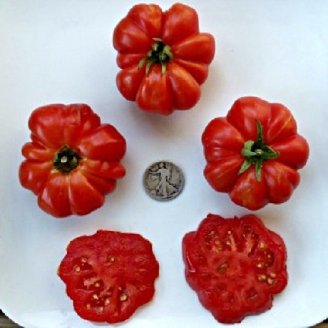 Costoluto Genevese - +25 Fresh Seeds - Great for Stuffing and Cooking ...