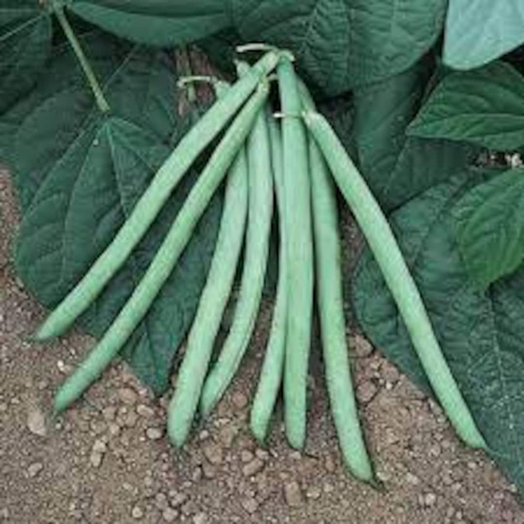 Premium Bush Blue Lake Stringless Green Bean - Fresh Organic, Heirloom ...