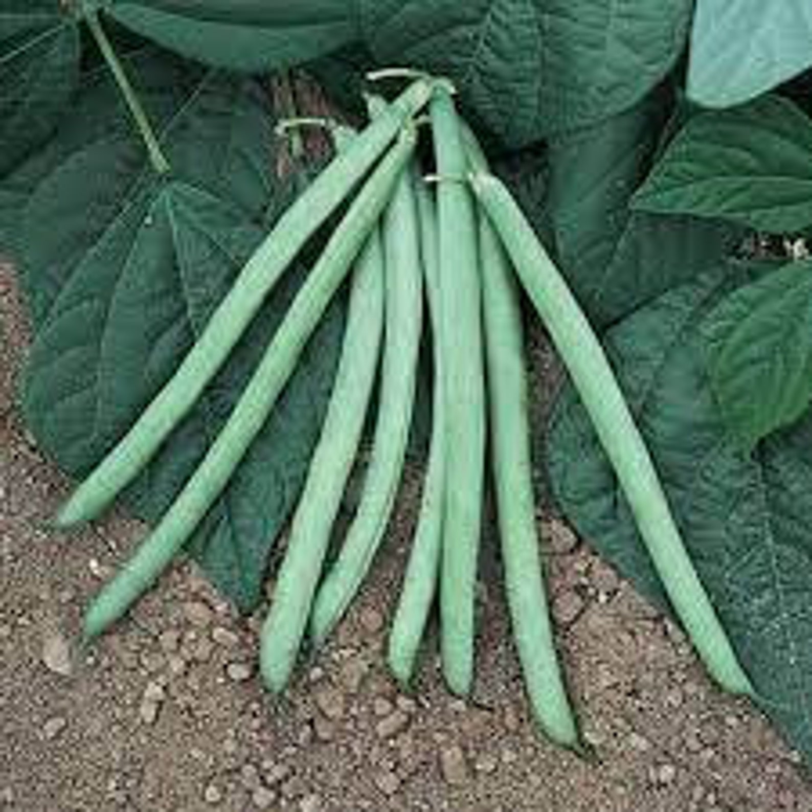 Premium Bush Blue Lake Stringless Green Bean - Fresh Organic, Heirloom ...