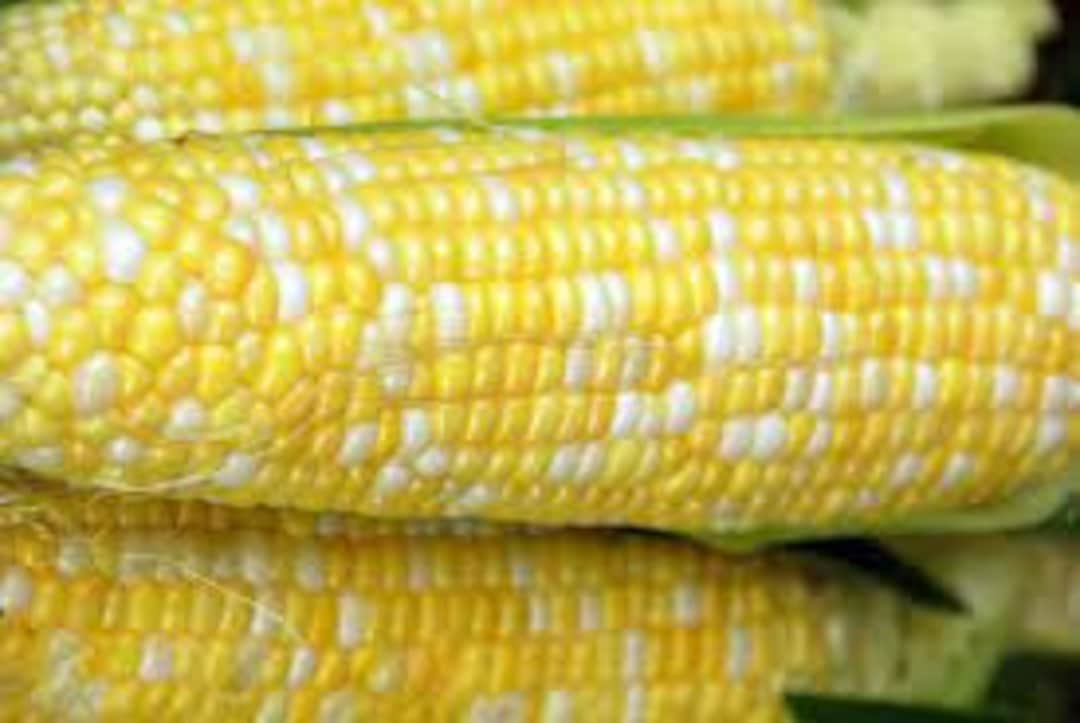 Premium Peaches N Cream Sweet Corn - Fresh Seed - Incredibly Sweet SE ...