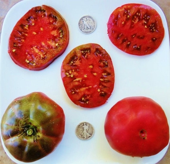 Cherokee Purple 40 Hand Picked Seeds - Etsy