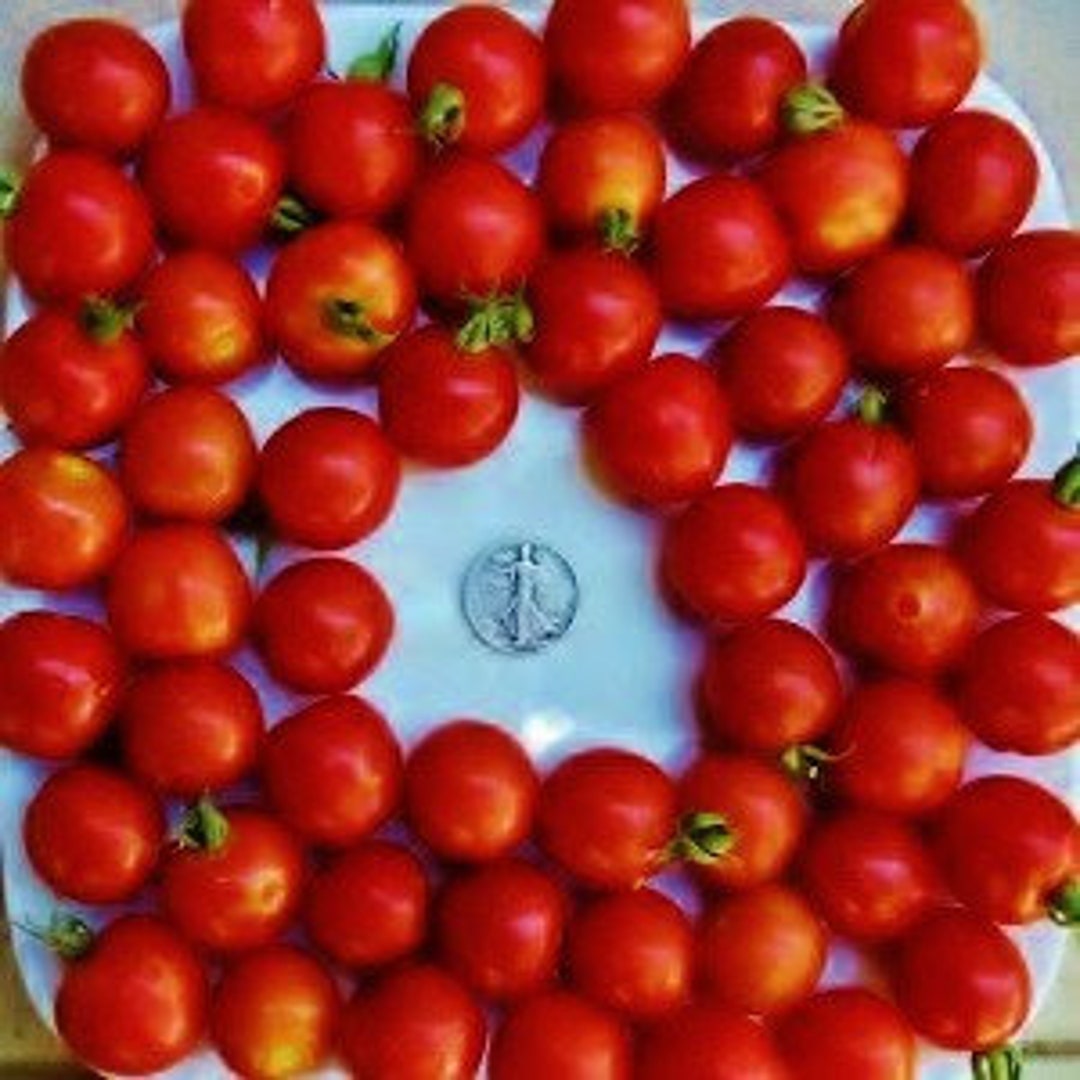 Large Red Cherry - +25 Fresh Seeds - Delicious and Huge! - Etsy