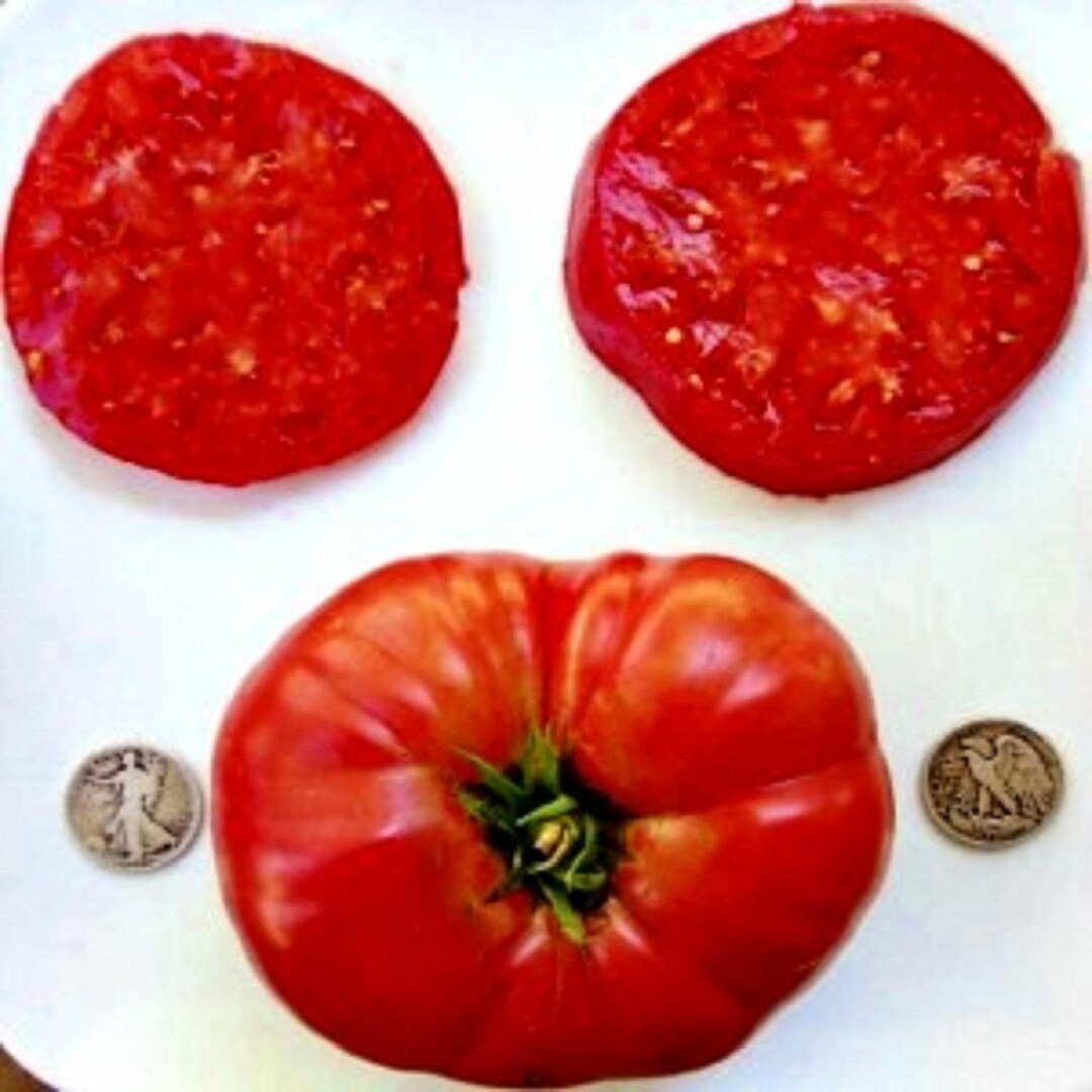 Grandfather Ashlock - Delicious Heirloom Beefsteak +25 Fresh Seeds - Etsy