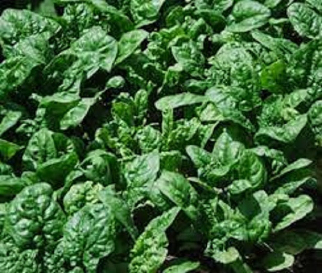 Premium Giant Noble Spinach - Fresh Organic, Heirloom Seeds - Tall and ...