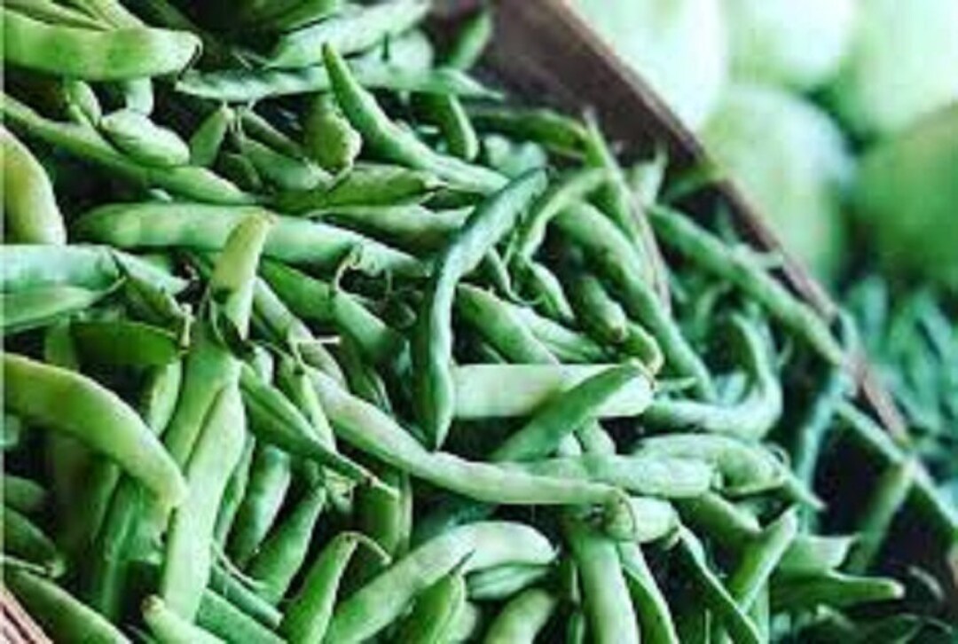 Premium Mountaineer White Half Runner Green Bean - Fresh Organic ...