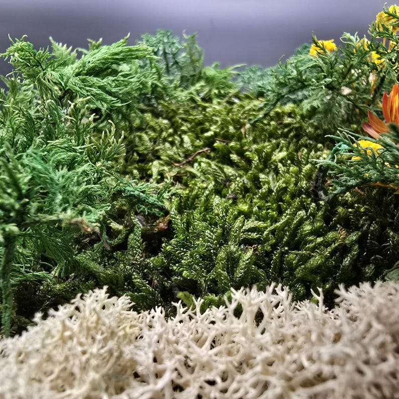 3D Printed Hexagon Moss Art – Preserved Botanical Wall Decor - Etsy