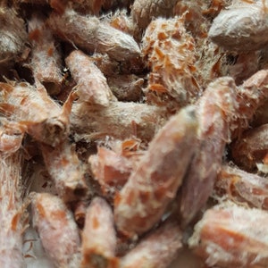 Pine Buds,pinus Sylvestris Dried Organic Pine Buds, Herbal Tea 100% ...