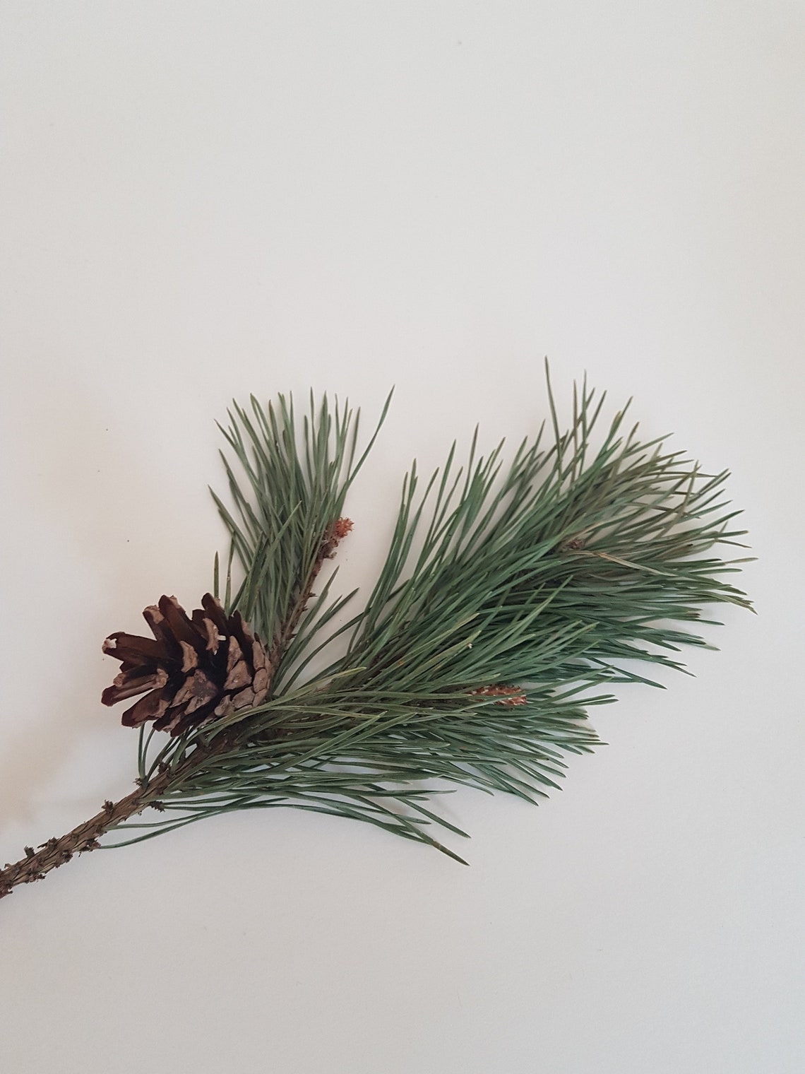 Aiguilles de pin fraîches pour le thé Pinus Sylvestris | Etsy