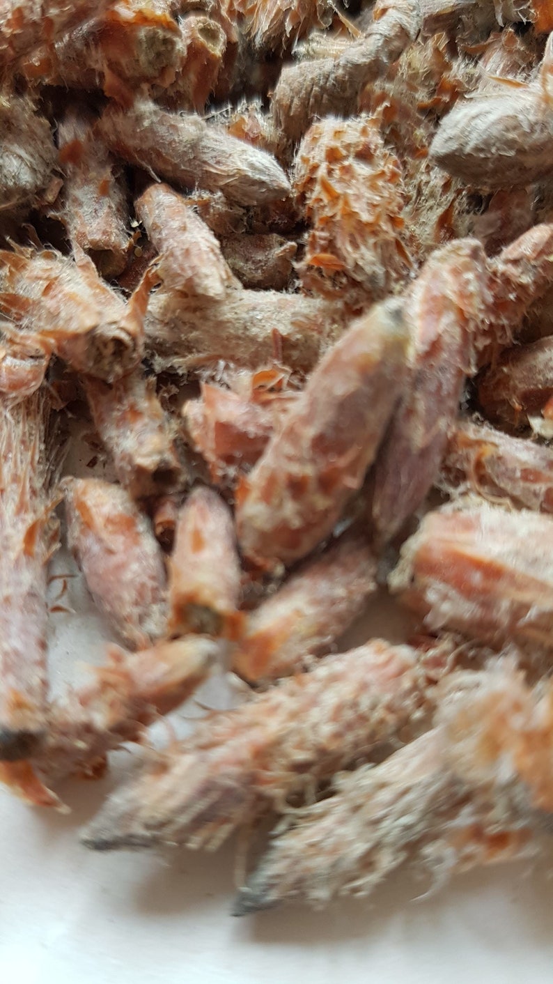 Pine Buds,pinus Sylvestris Dried Organic Pine Buds, Herbal Tea 100% ...