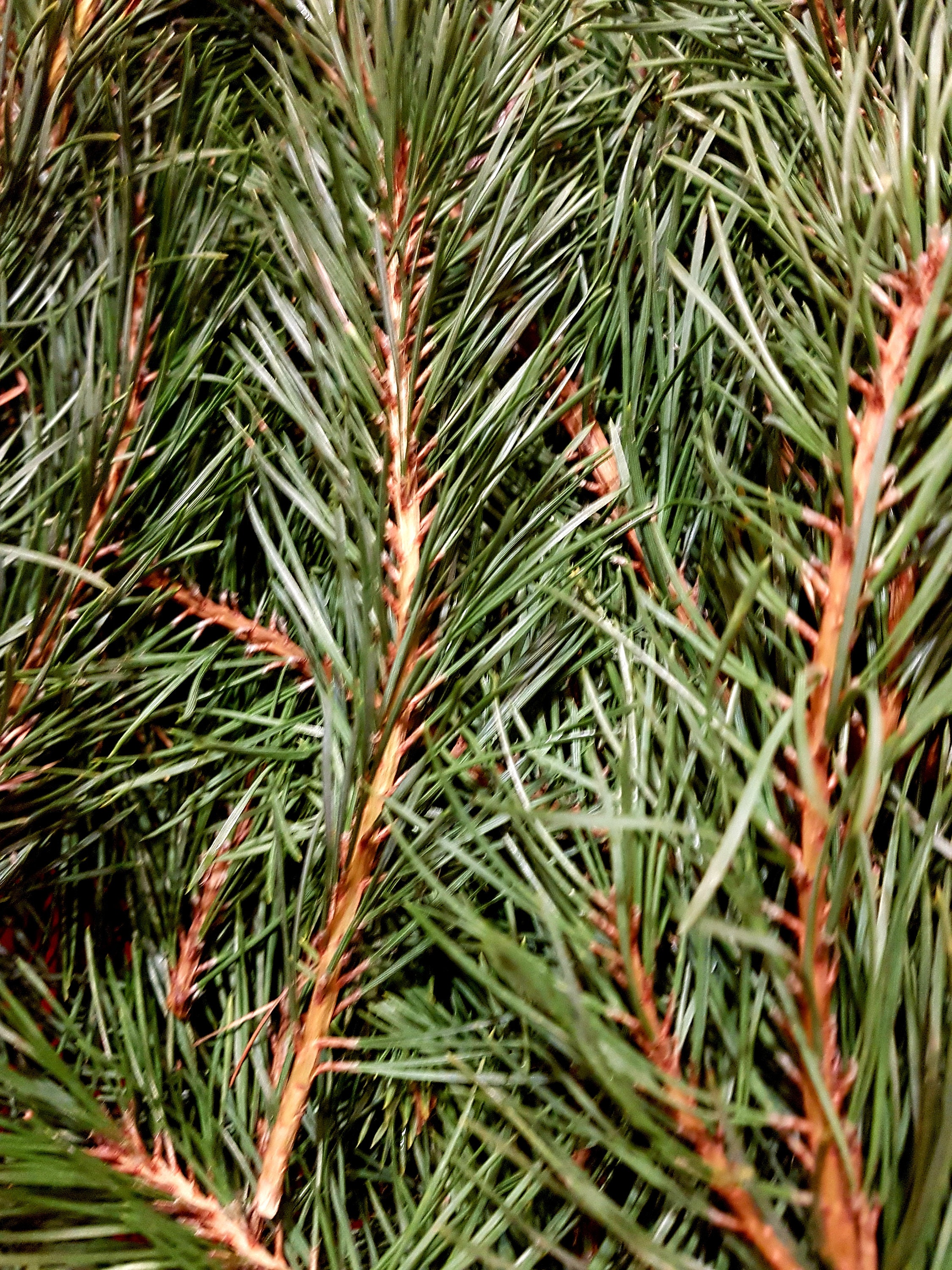 Aiguilles de pin fraîches pour le thé (Pinus sylvestris) Aiguilles de ...