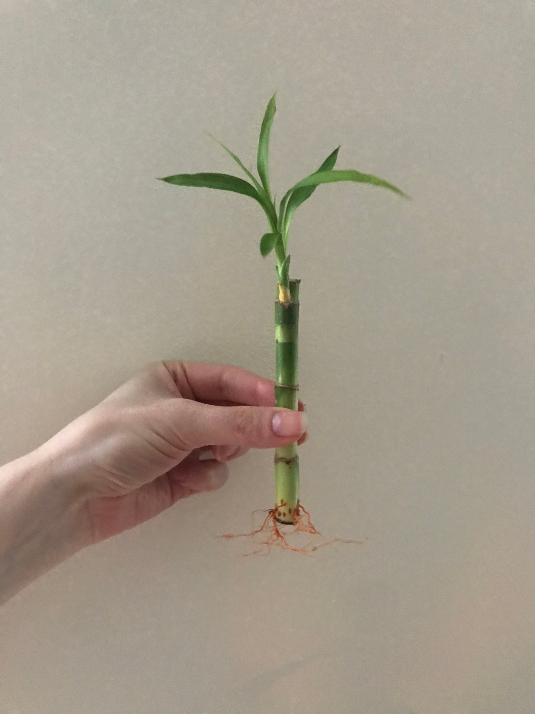 Straight Bamboo Stem, 3 Sizes, Rooted Bamboo Stems for Good Luck - Etsy UK