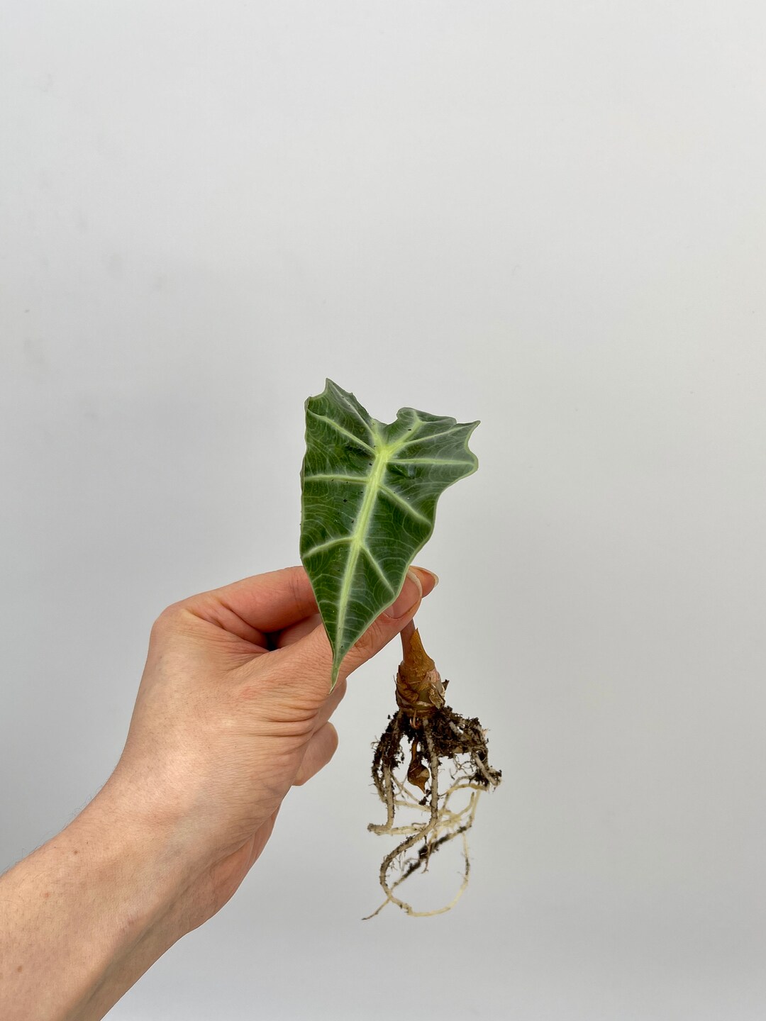 Alocasia Curly Bambino, Polly, African Mask, Elephant Ear House Plant ...